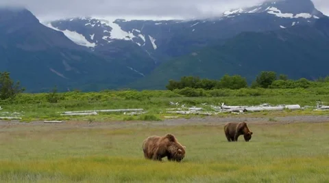 Grizzly Bear Scenic | Stock Video | Pond5