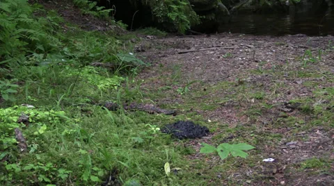 Grizzly bear skat along salmon stream | Stock Video | Pond5