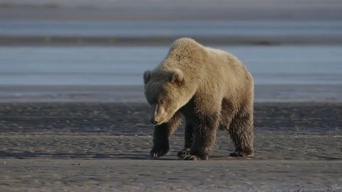 Bear Pooping Stock Videos – Royalty-Free HD & 4K Videos