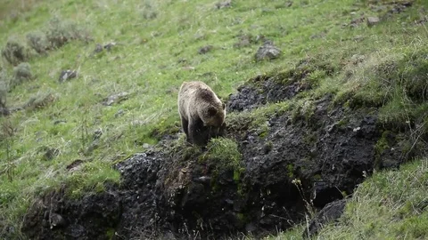 Grizzly Bear (Ursus arctos) digging for ... | Stock Video | Pond5