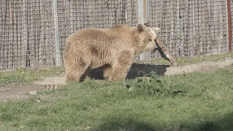 Grizzly bear in zoo. Boring bear is walk... | Stock Video | Pond5