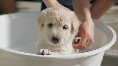 Groomer bathing, shower, grooming with s... | Stock Video | Pond5