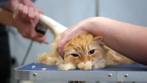 Groomer Love Stock Videos – Royalty-Free HD & 4K Videos