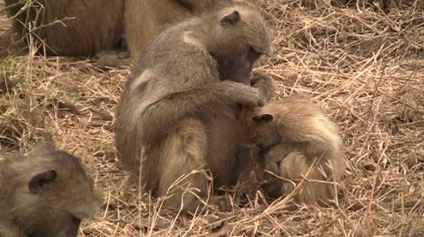 Grooming baboon 2 | Stock Video | Pond5