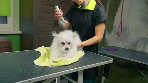 Grooming Bath Stock Videos – Royalty-Free HD & 4K Videos | Pond5