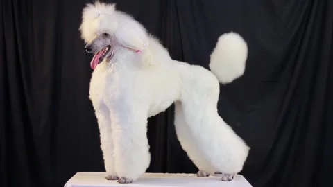 grooming toelettatore barbone gigante gi... | Stock Video | Pond5