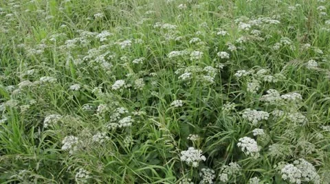 Ground Elder Stock Videos – Royalty-Free HD & 4K Videos