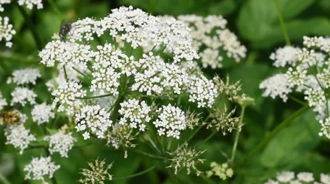 Ground Elder Stock Videos – Royalty-Free HD & 4K Videos