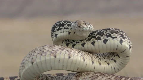 Ground Level Bull Snake Hissing and Tong... | Stock Video | Pond5