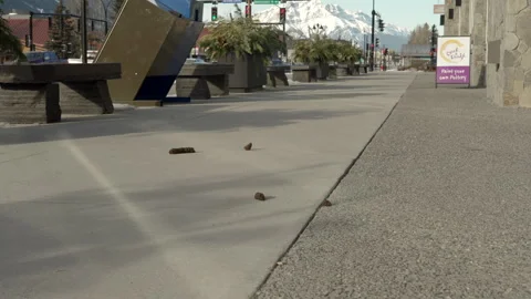 Dog Poop Stock Footage ~ Royalty Free Stock Videos | Pond5