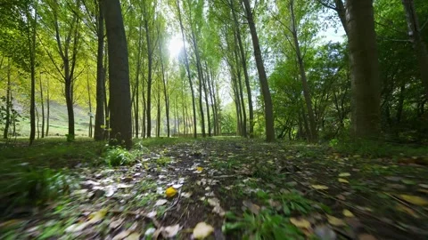 Ground level path covered with leaves fa... | Stock Video | Pond5