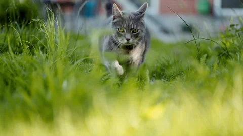 Ground-Level View Of Cat Walking In Gard... | Stock Video | Pond5