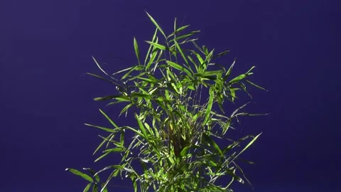 Ground Plant With Blue Screen Background | Stock Video | Pond5