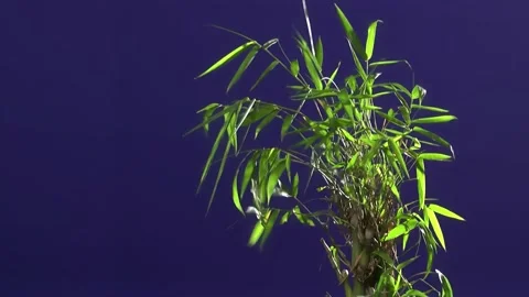 Ground Plant With Blue Screen Background | Stock Video | Pond5