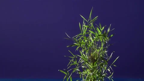 Ground Plant With Blue Screen Background | Stock Video | Pond5