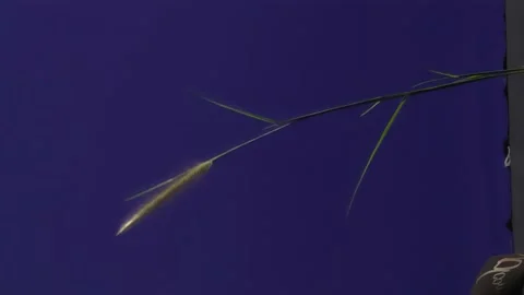 Ground Plant With Blue Screen Background | Stock Video | Pond5