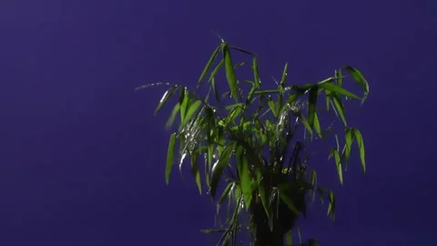 Ground Plant With Blue Screen Background | Stock Video | Pond5