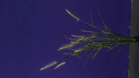 Ground Plant With Blue Screen Background | Stock Video | Pond5