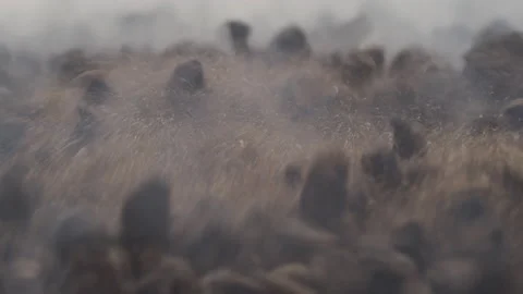 Earthquake Shaking Stock Videos – Royalty-Free HD & 4K Videos