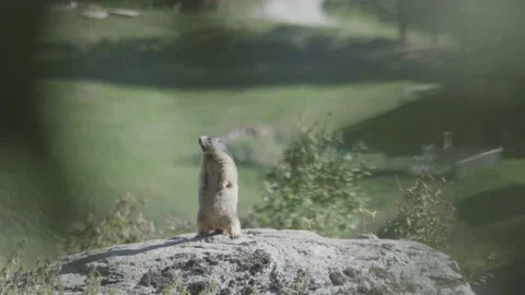 Marmot Stock Videos – Royalty-Free HD & 4K Videos | Pond5