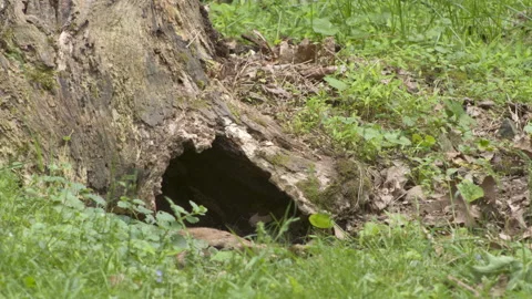 Groundhog Eye Pokes Out Of Tree Stump Bu... | Stock Video | Pond5