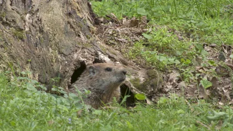 Groundhog Pushes Head Out From Tree Stum... | Stock Video | Pond5