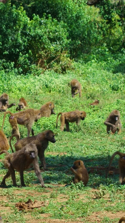 Group of African Baboon monkeys eating g... | Stock Video | Pond5