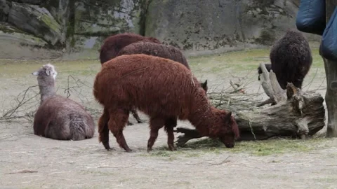 Group Photo Background Stock Videos – Royalty-Free HD & 4K Videos | Pond5