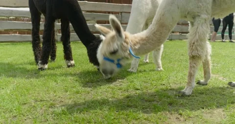 A group of alpacas eating grass from the... | Stock Video | Pond5