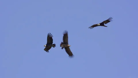 Group of Andean Condors flying against b... | Stock Video | Pond5