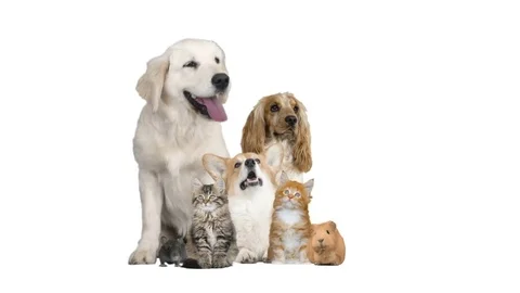 Background Group Caht Stock Videos – Royalty-Free HD & 4K Videos | Page 3