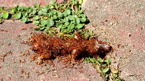 Group of ant are biting dead lizard on g... | Stock Video | Pond5