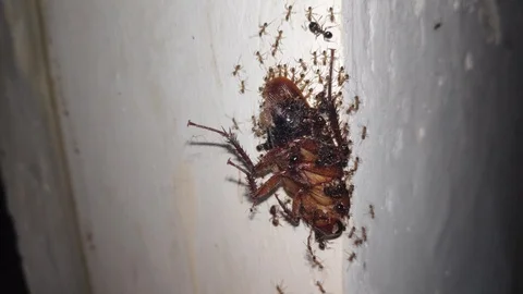 A Group Of Ants Carrying A Dead Cockroac... | Stock Video | Pond5