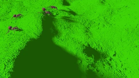 Group of Ants Walks Green Screen 3D Rend... | Stock Video | Pond5