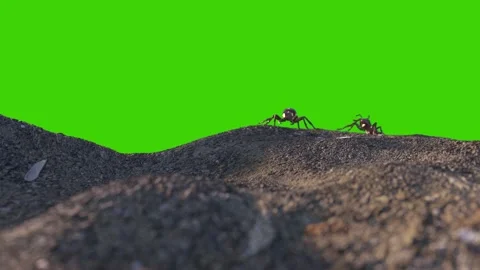 Group of Ants Walks Green Screen Front G... | Stock Video | Pond5