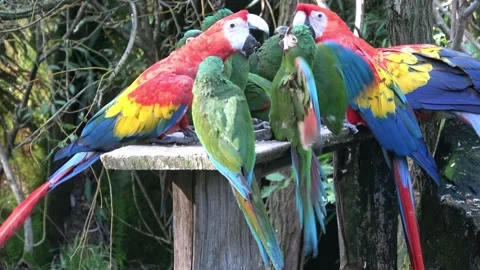 Group of Ara parrots, Red parrot Scarlet... | Stock Video | Pond5