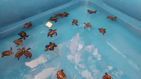 group baby sea turtles swim in nursery p... | Stock Video | Pond5