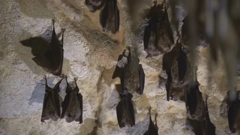 Group of bats hibernating in the cave | Stock Video | Pond5