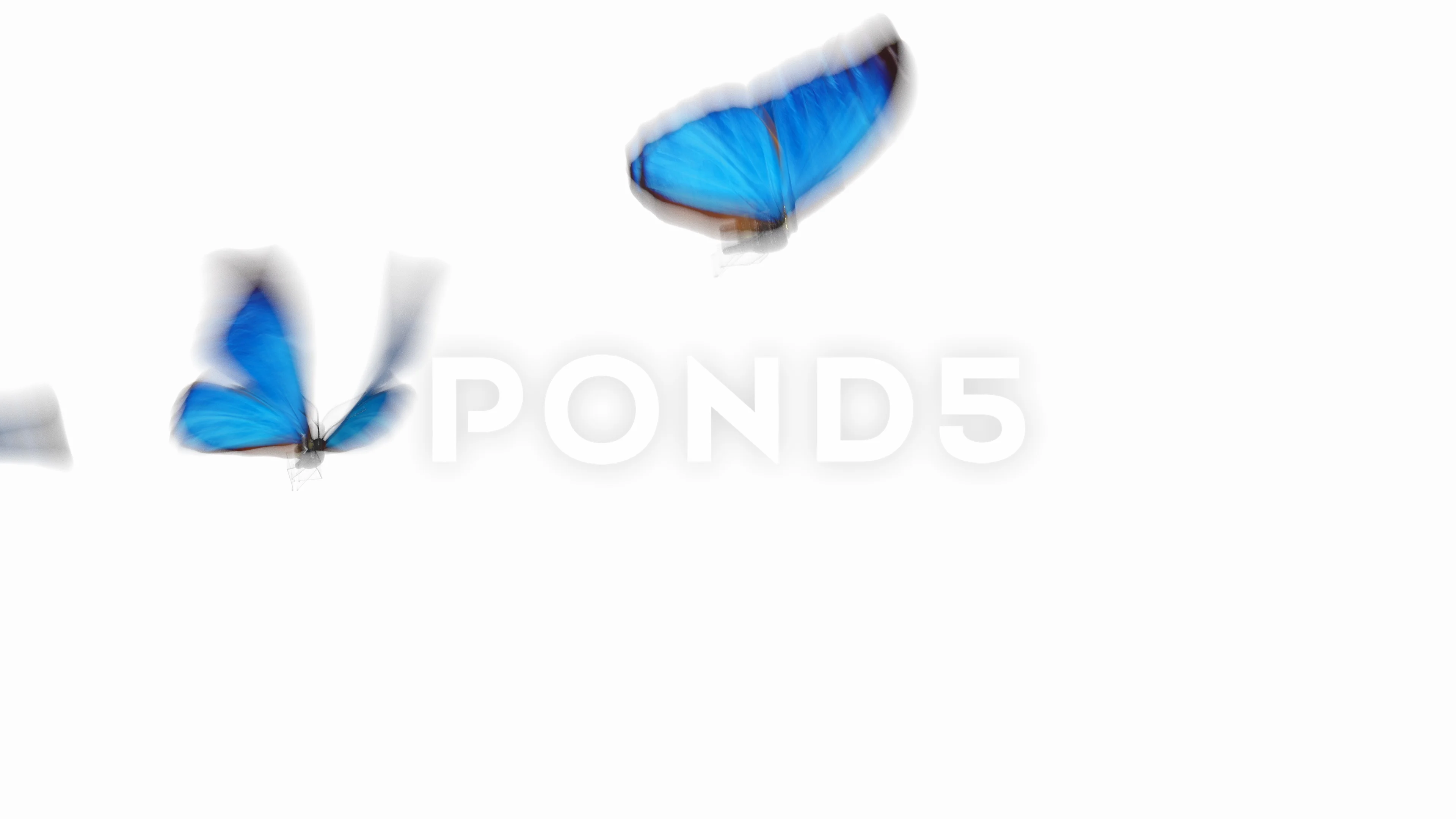 Beautiful Blue Butterfly Flying