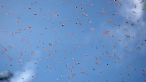 Group of bees flying on blue sky backgro... | Stock Video | Pond5