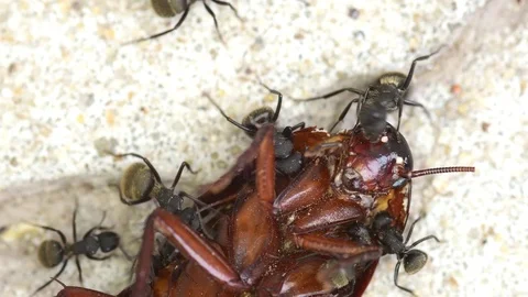 Group From Cockroach Stock Video Footage | Royalty Free Group From ...