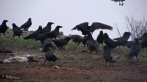 Group of black crows eating a dead anima... | Stock Video | Pond5