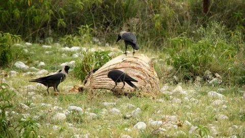 Group Of Black Crows Eating A Dead Anim... | Stock Video | Pond5