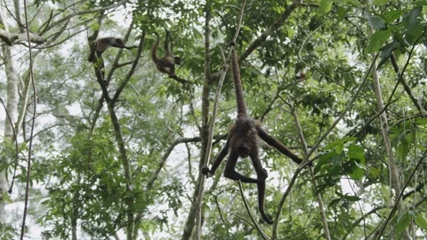 Group of Black-Handed Spider Monkeys han... | Stock Video | Pond5