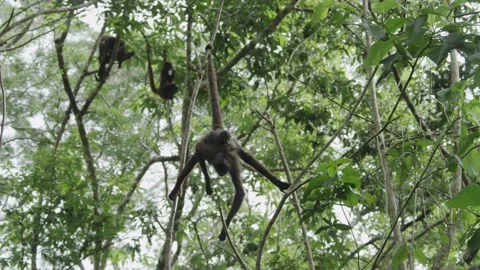 Group of Black-Handed Spider Monkeys han... | Stock Video | Pond5