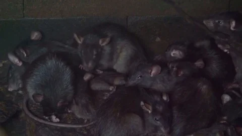 group of black rats together, house plag... | Stock Video | Pond5