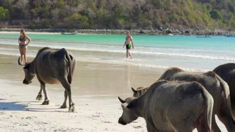 Beach Walk Tour Stock Videos – Royalty-Free HD & 4K Videos | Pond5