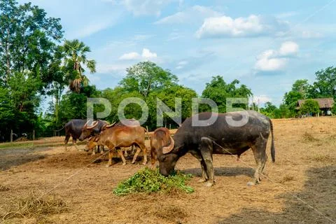A group of buffalo and crow that are eating grasses in the green farm ...