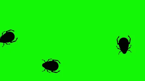 Group of bugs walking animation green sc... | Stock Video | Pond5