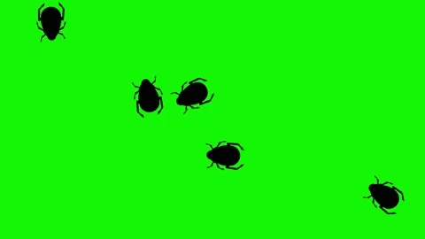 Group of bugs walking animation green sc... | Stock Video | Pond5